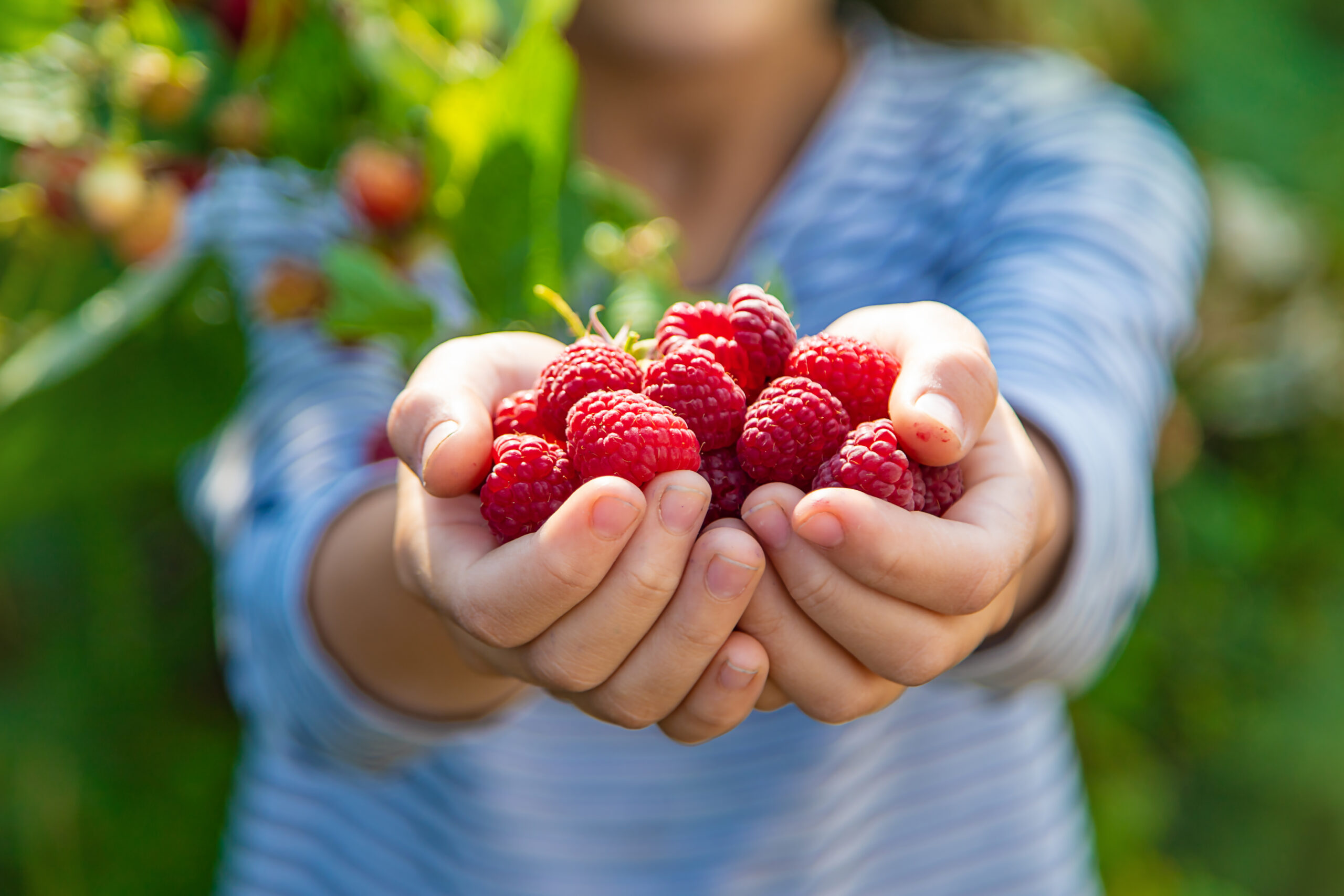 How to Grow Raspberries in Your Garden: A Complete Guide - Backyard Nest